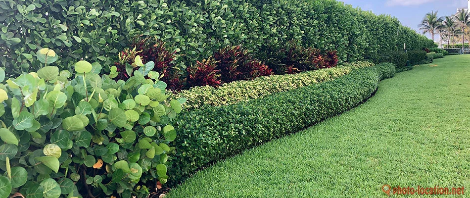 How Regular Weed Control Treatments Benefit Your Lawn - Greenscape Design